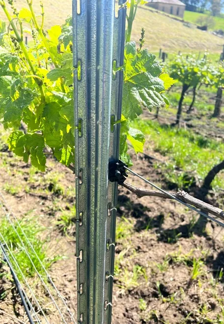 Vineyard Trellis Posts